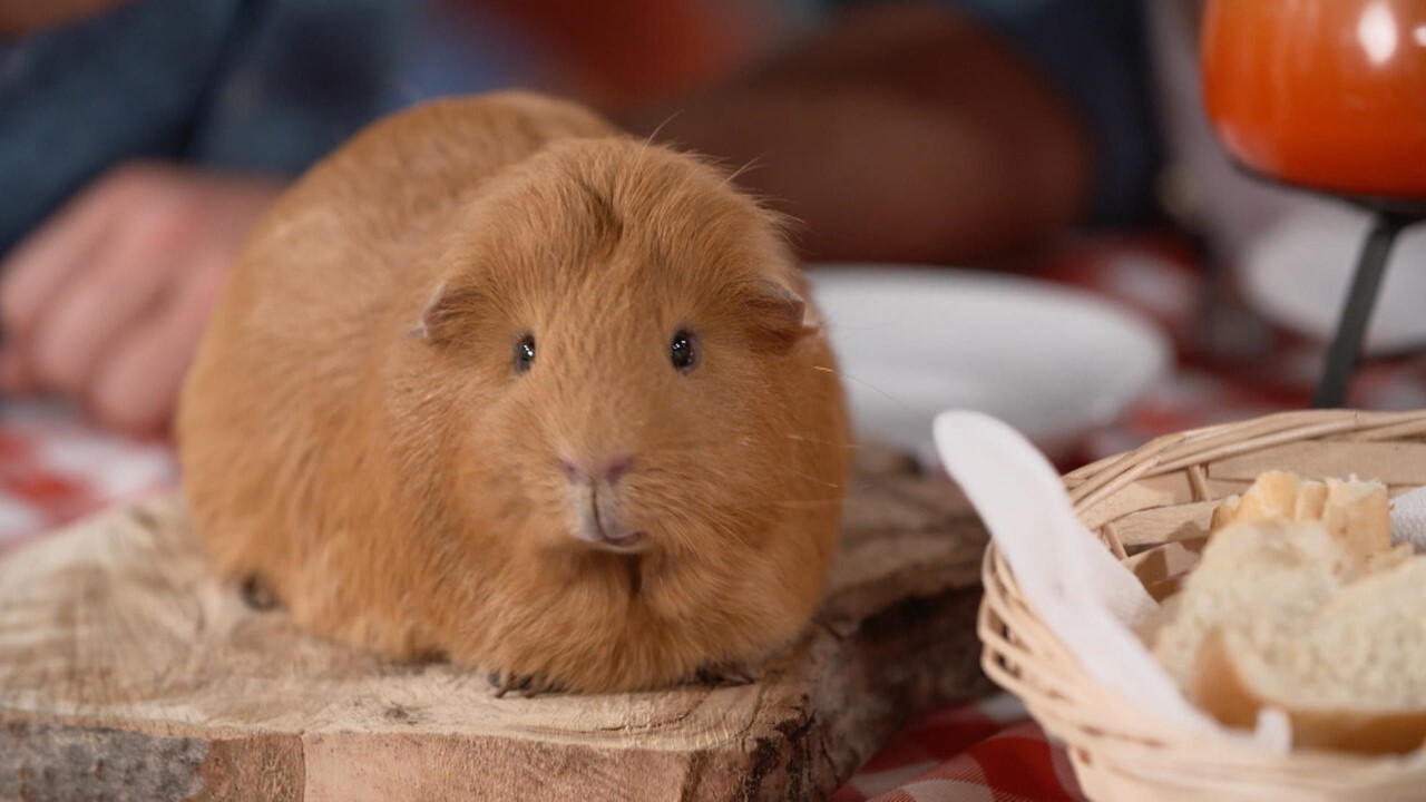 Cochon dingue - S3 - EP4 - Fromage | Télé-Québec